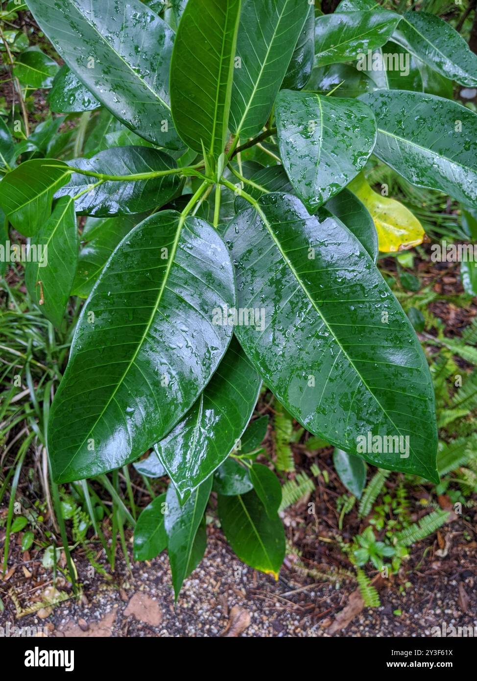 Florida Strangler Fig (Ficus aurea) Plantae Stock Photo - Alamy