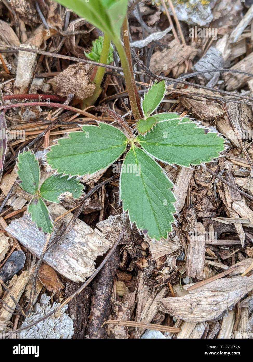 Virginia strawberry (Fragaria virginiana) Plantae Stock Photo - Alamy
