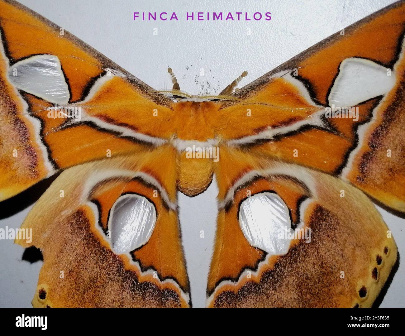 (Rothschildia hesperus) Insecta Stock Photo - Alamy