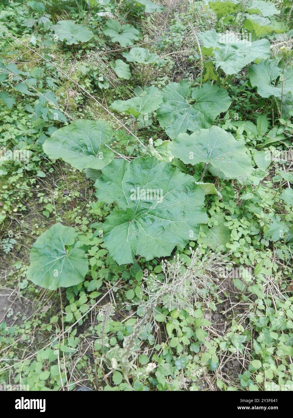 Common Butterbur (Petasites hybridus) Plantae Stock Photo - Alamy
