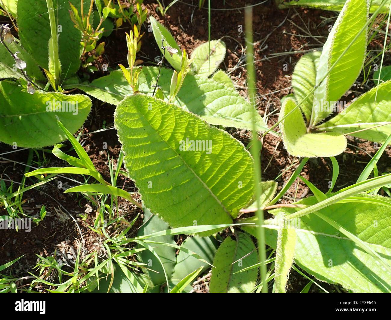 Bristle African Thistle (Berkheya setifera) Plantae Stock Photo - Alamy