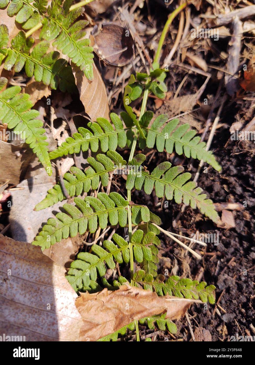 marginal wood fern (Dryopteris marginalis) Plantae Stock Photo - Alamy