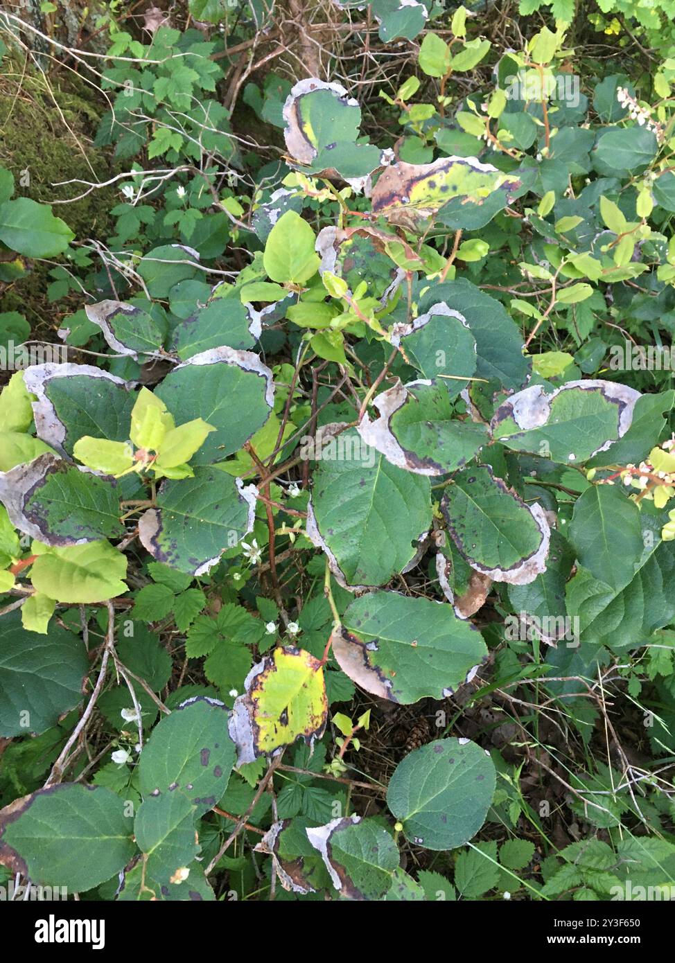 salal (Gaultheria shallon) Plantae Stock Photo - Alamy