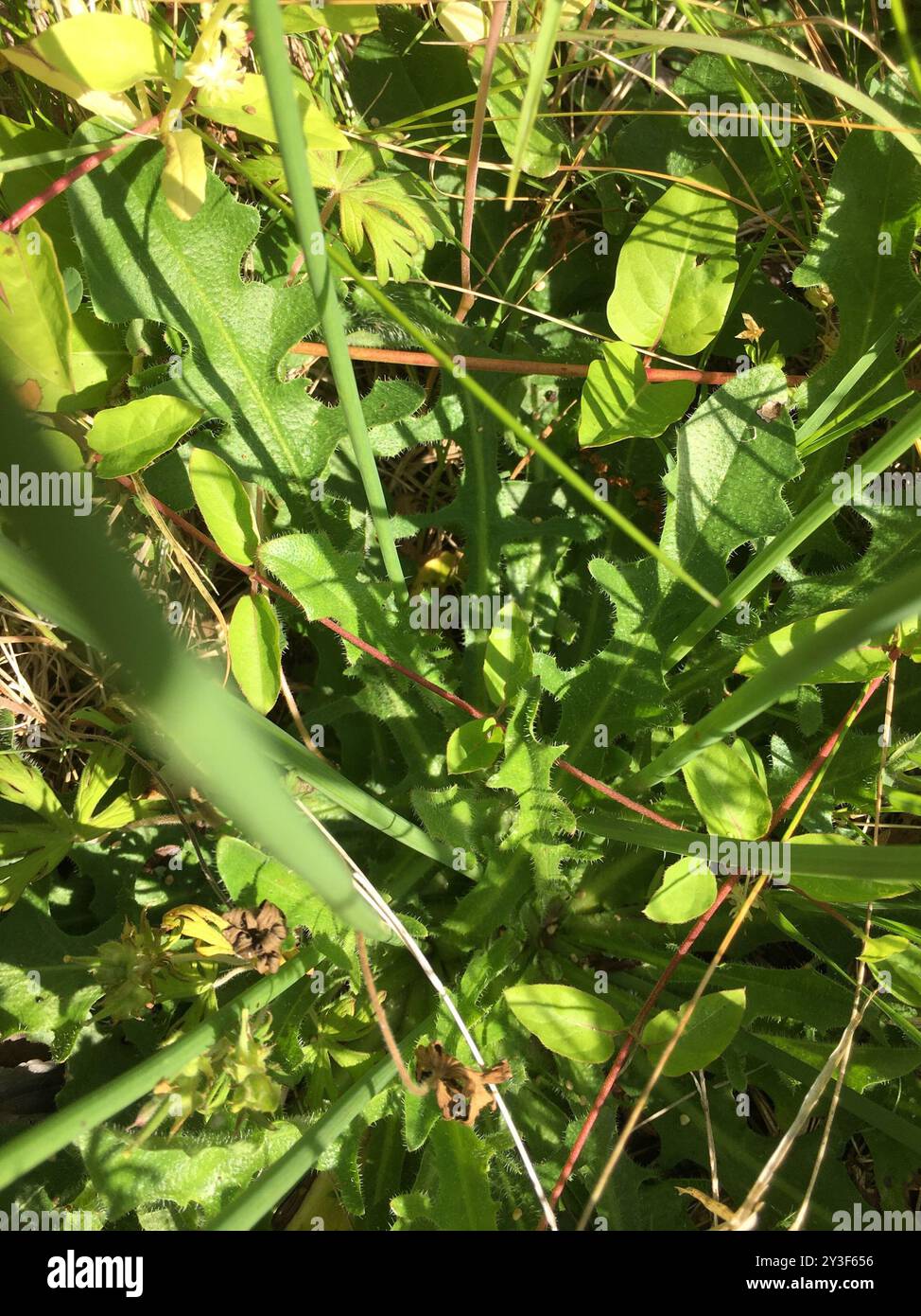 Common Cat's-ear (Hypochaeris radicata) Plantae Stock Photo - Alamy