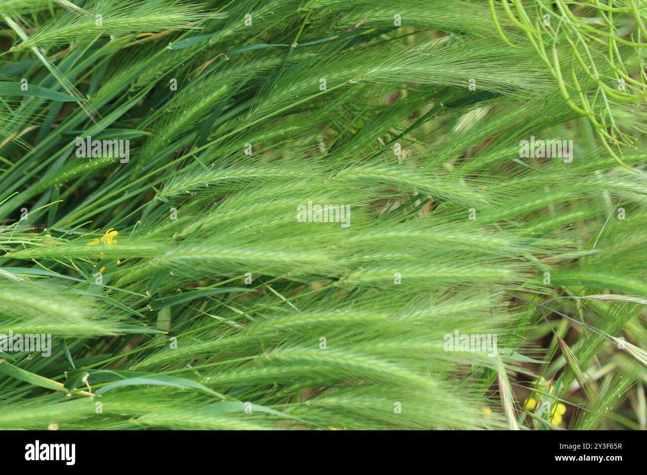 Meadow barley (Hordeum brachyantherum) Plantae Stock Photo - Alamy