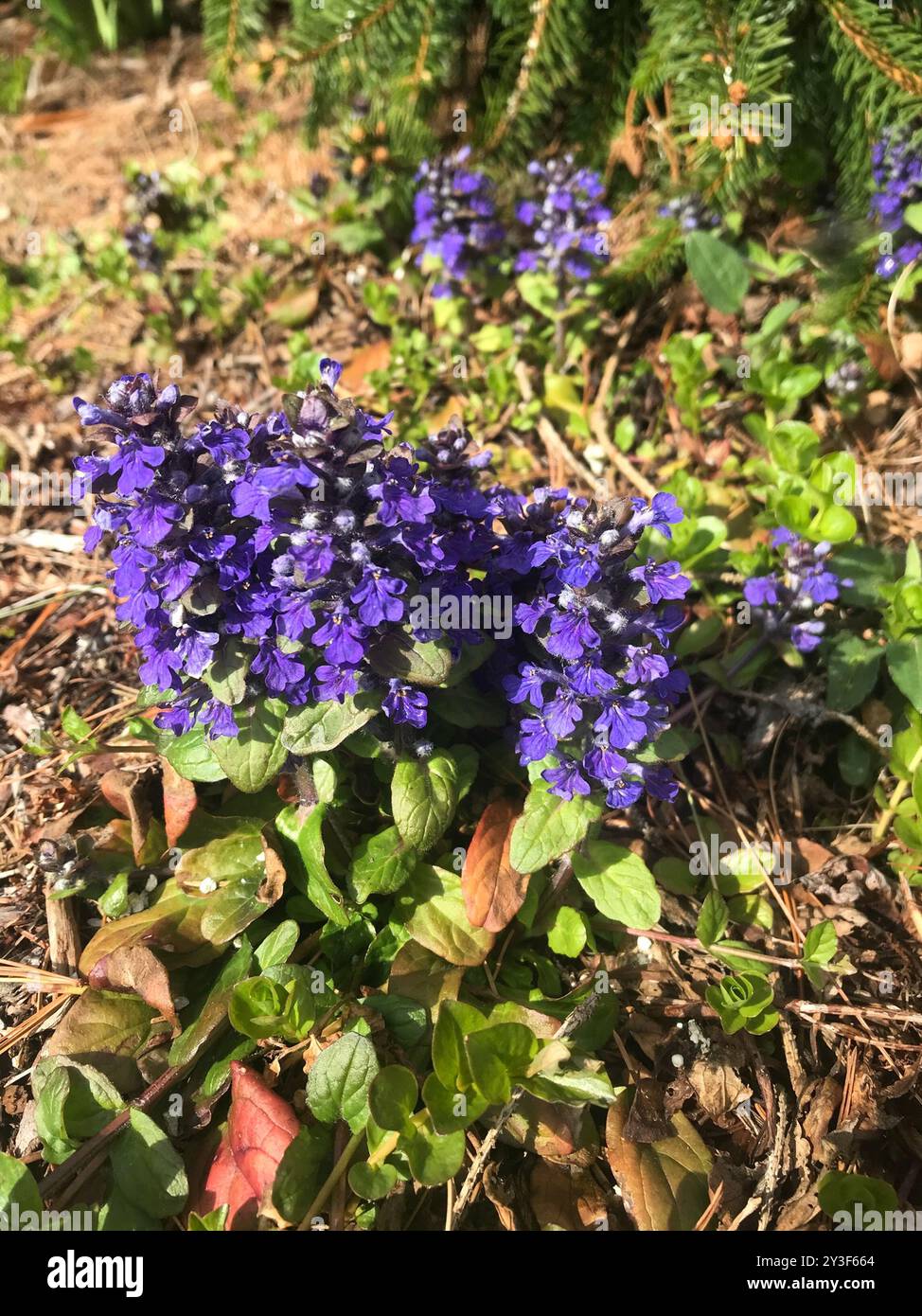carpet bugle (Ajuga reptans) Plantae Stock Photo - Alamy