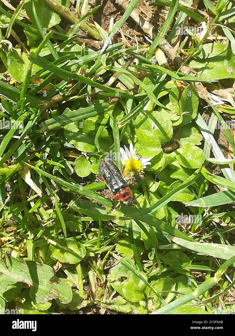 Rustic Sailor Beetle (Cantharis rustica) Insecta Stock Photo - Alamy