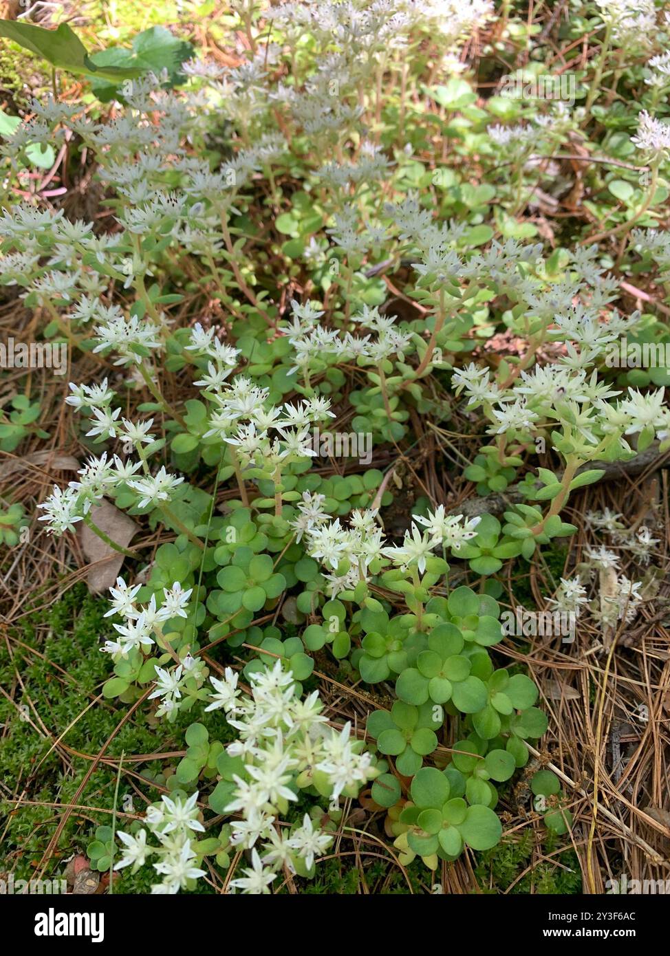 woodland stonecrop (Sedum ternatum) Plantae Stock Photo - Alamy