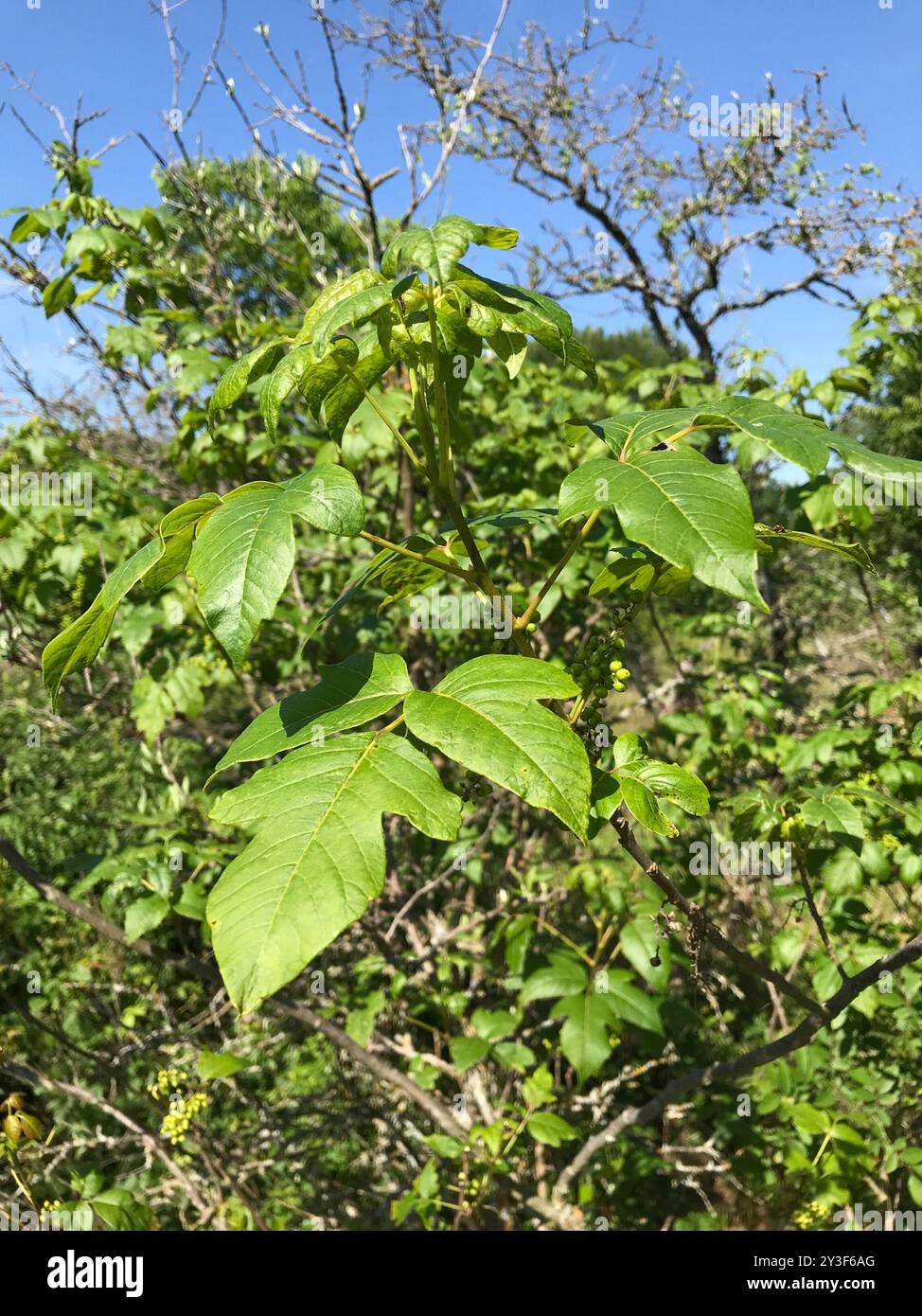 eastern poison ivy (Toxicodendron radicans) Plantae Stock Photo - Alamy