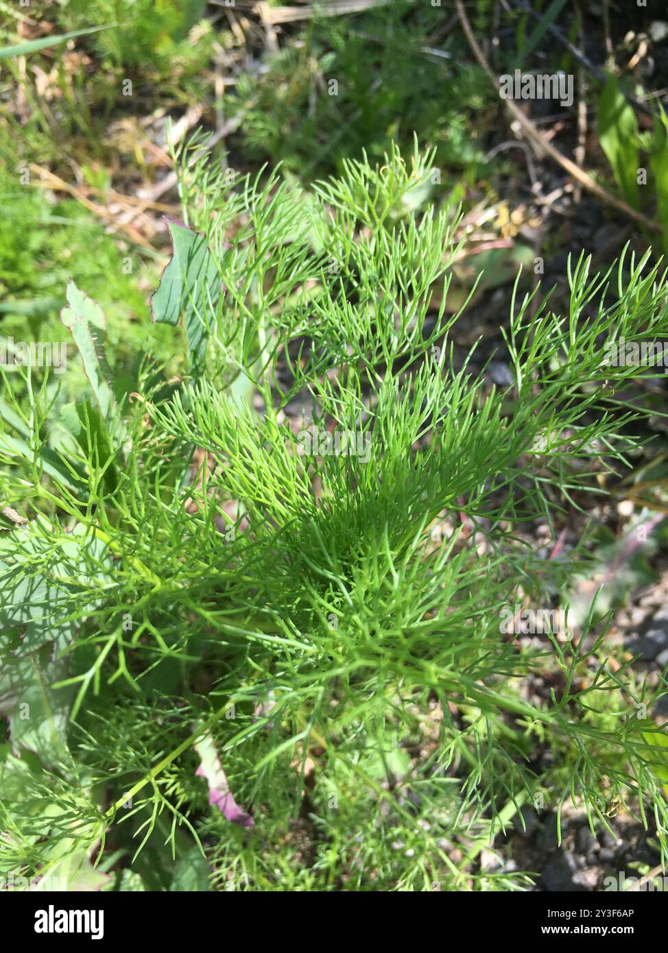 scentless mayweed (Tripleurospermum inodorum) Plantae Stock Photo - Alamy