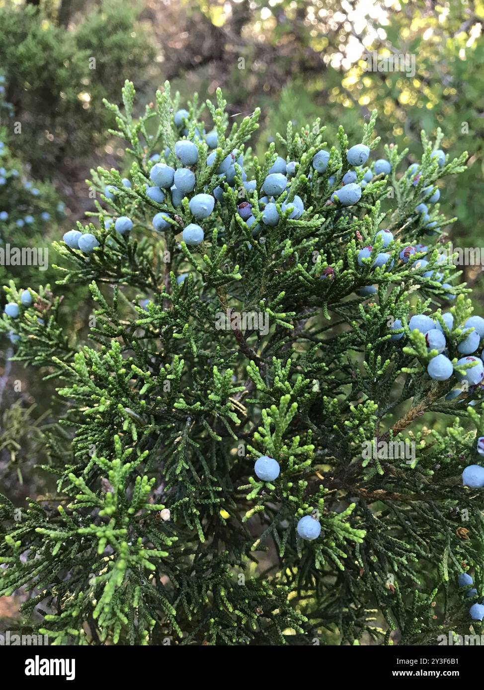 Ashe juniper (Juniperus ashei) Plantae Stock Photo - Alamy