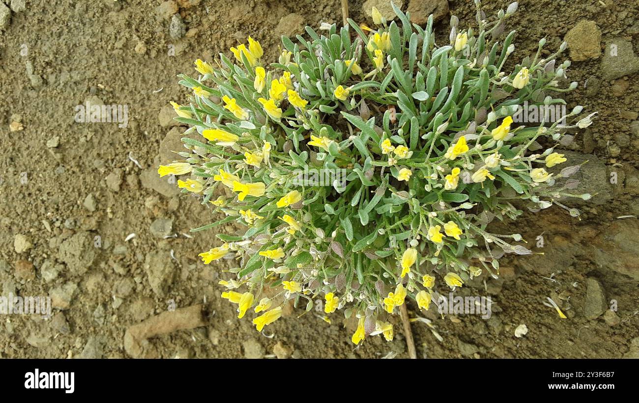 Spatulate Bladderpod (Physaria spatulata) Plantae Stock Photo - Alamy