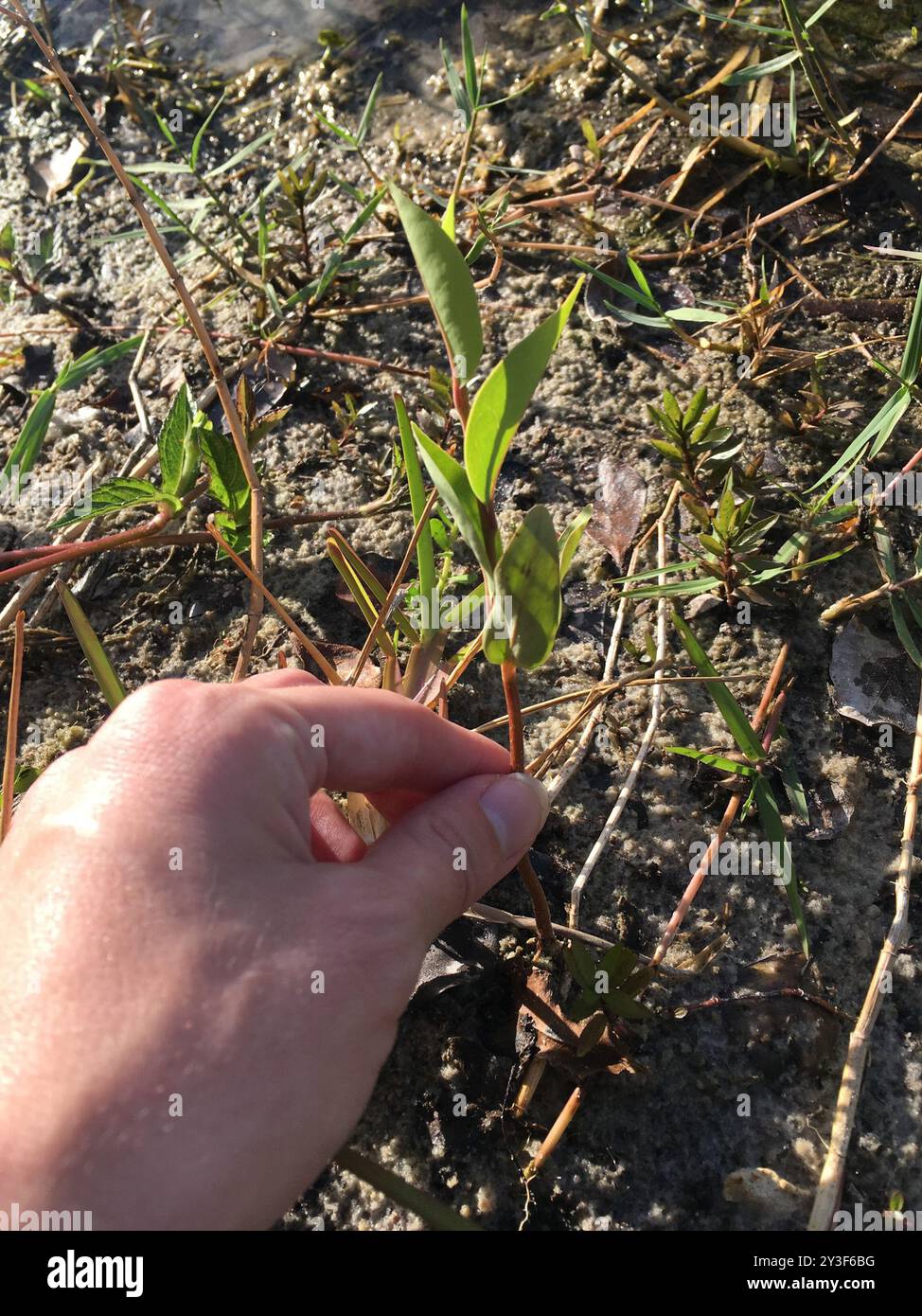 Pond Apple (Annona glabra) Plantae Stock Photo - Alamy