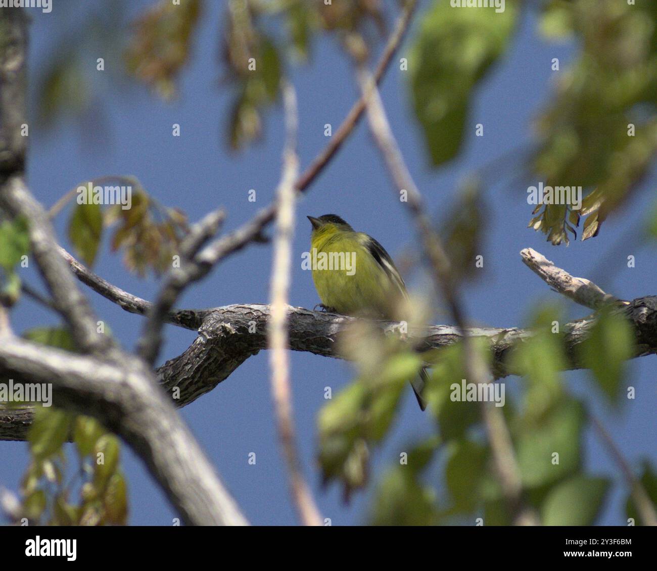 Lesser Goldfinch (Spinus psaltria) Aves Stock Photo - Alamy