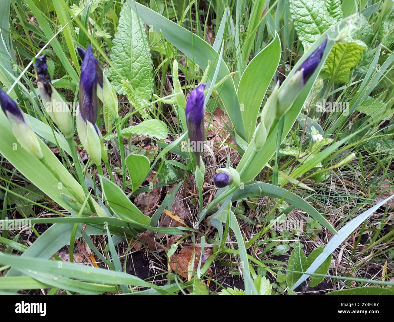 Leafless Iris (Iris aphylla) Plantae Stock Photo - Alamy