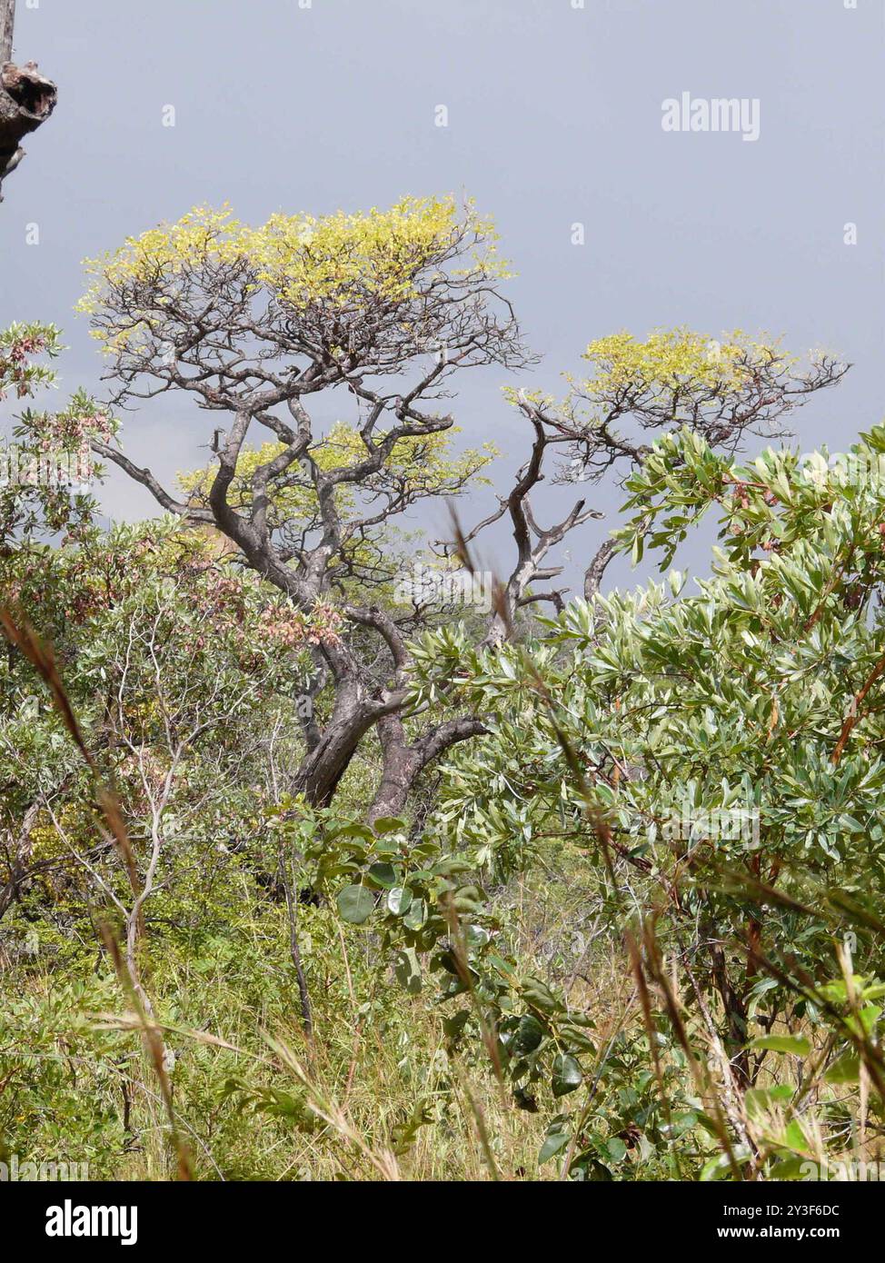 wild syringa (Burkea africana) Plantae Stock Photo - Alamy