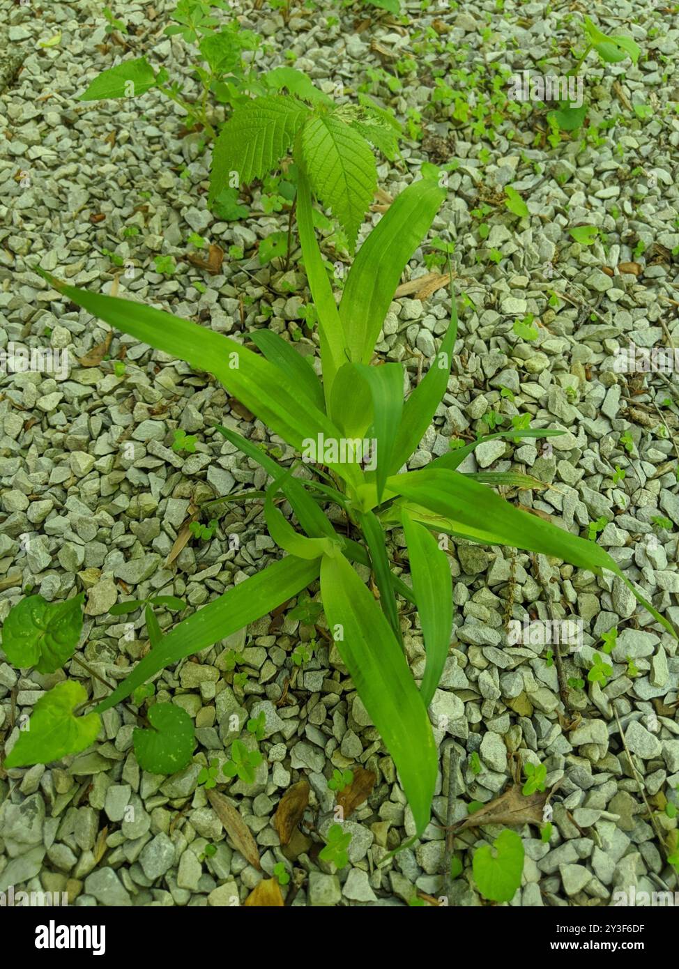 monocots (Liliopsida) Plantae Stock Photo - Alamy