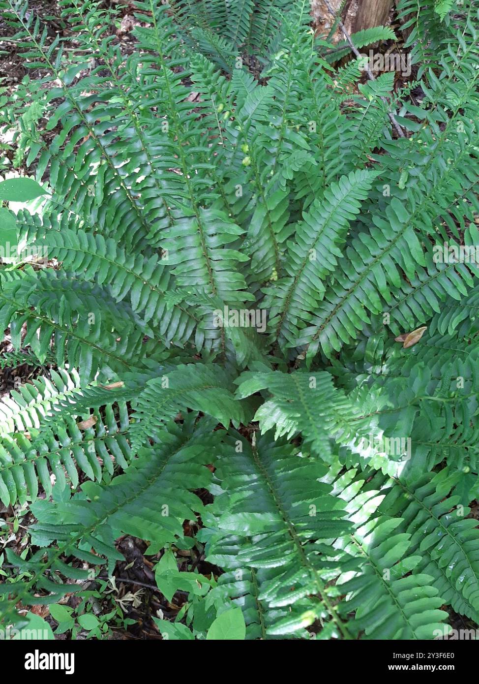 Christmas fern (Polystichum acrostichoides) Plantae Stock Photo - Alamy