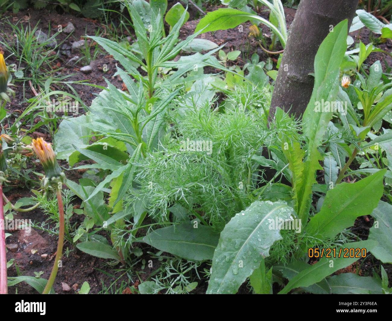 scentless mayweed (Tripleurospermum inodorum) Plantae Stock Photo - Alamy