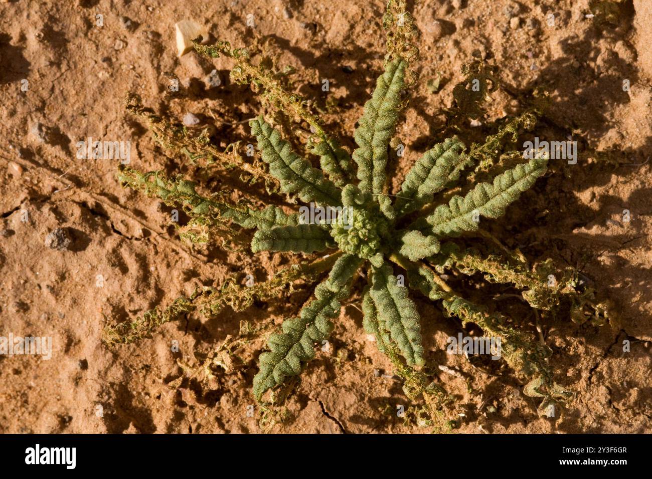 Notch-leaf Scorpionweed (Phacelia crenulata) Plantae Stock Photo - Alamy