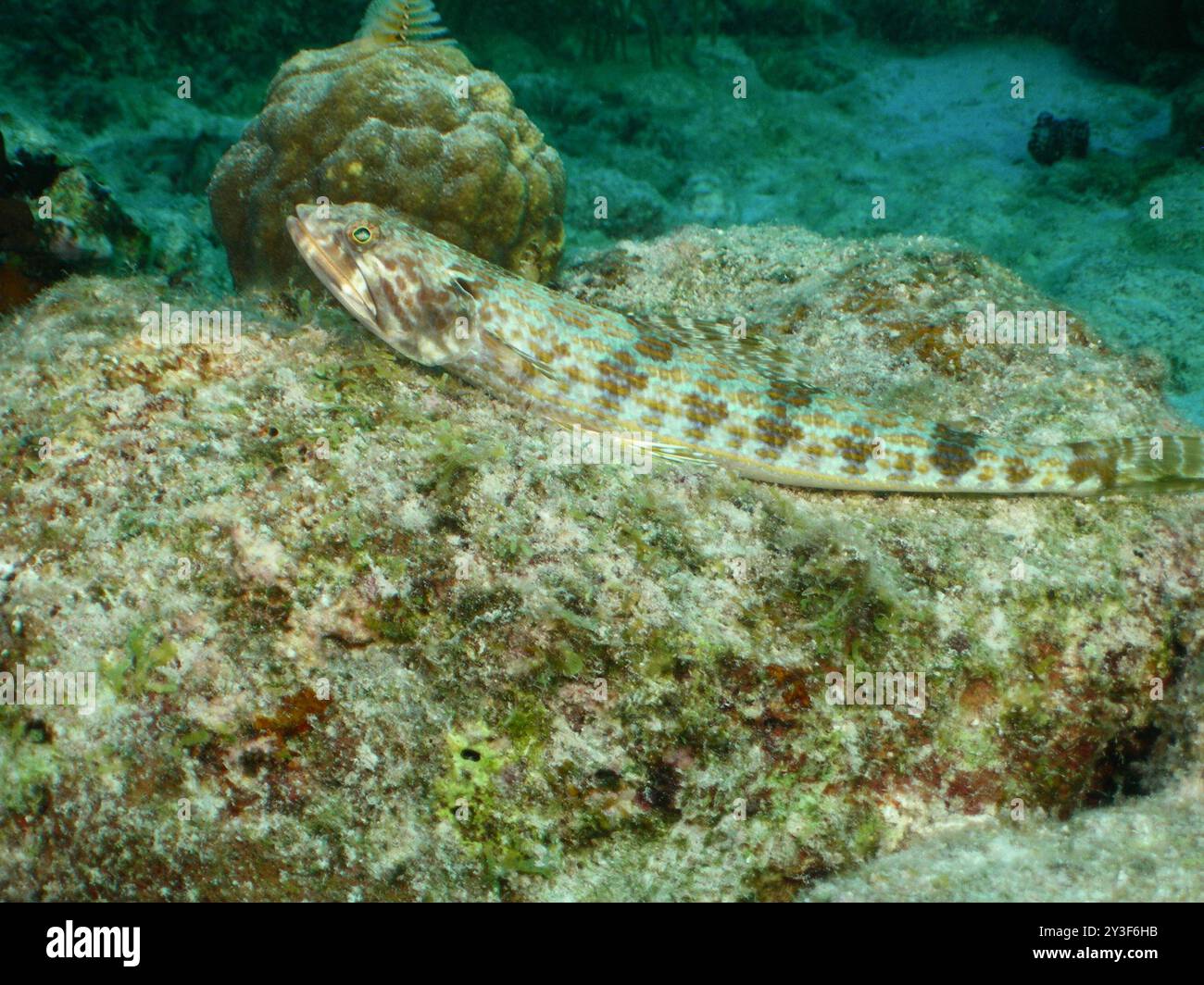 Sand Diver (Synodus intermedius) Actinopterygii Stock Photo - Alamy