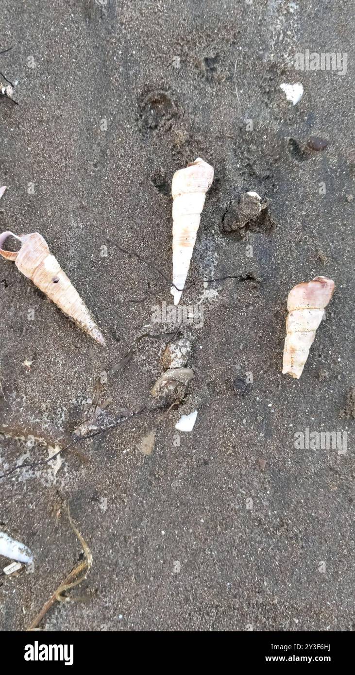 Turret Shell (Maoricolpus roseus) Mollusca Stock Photo - Alamy