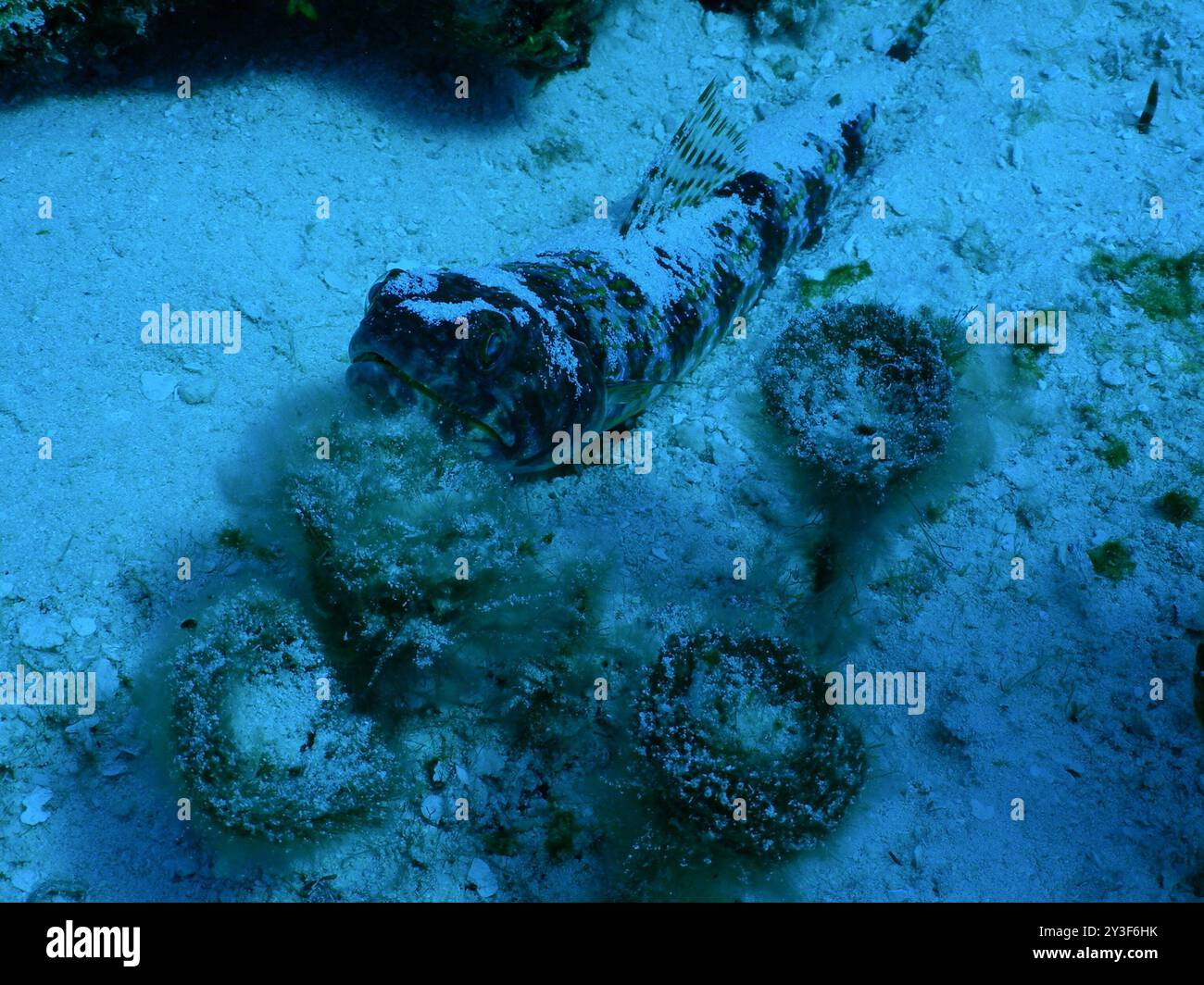 Sand Diver (Synodus intermedius) Actinopterygii Stock Photo - Alamy