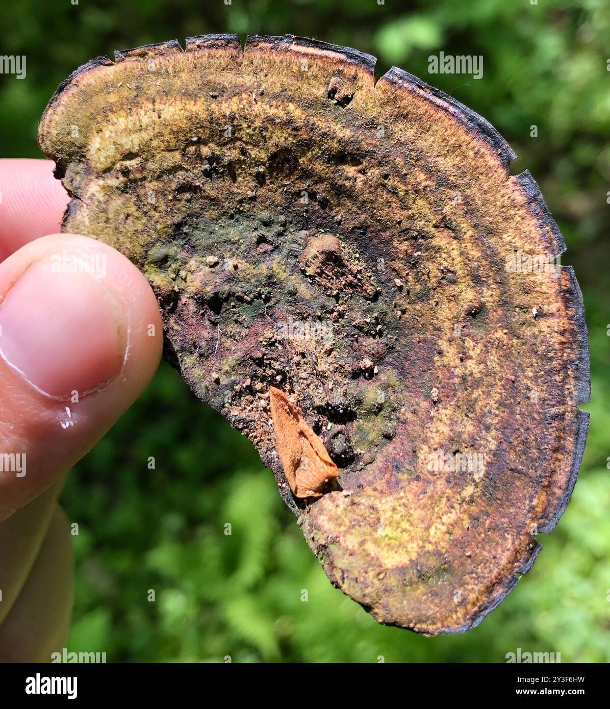 (Nigroporus vinosus) Fungi Stock Photo - Alamy