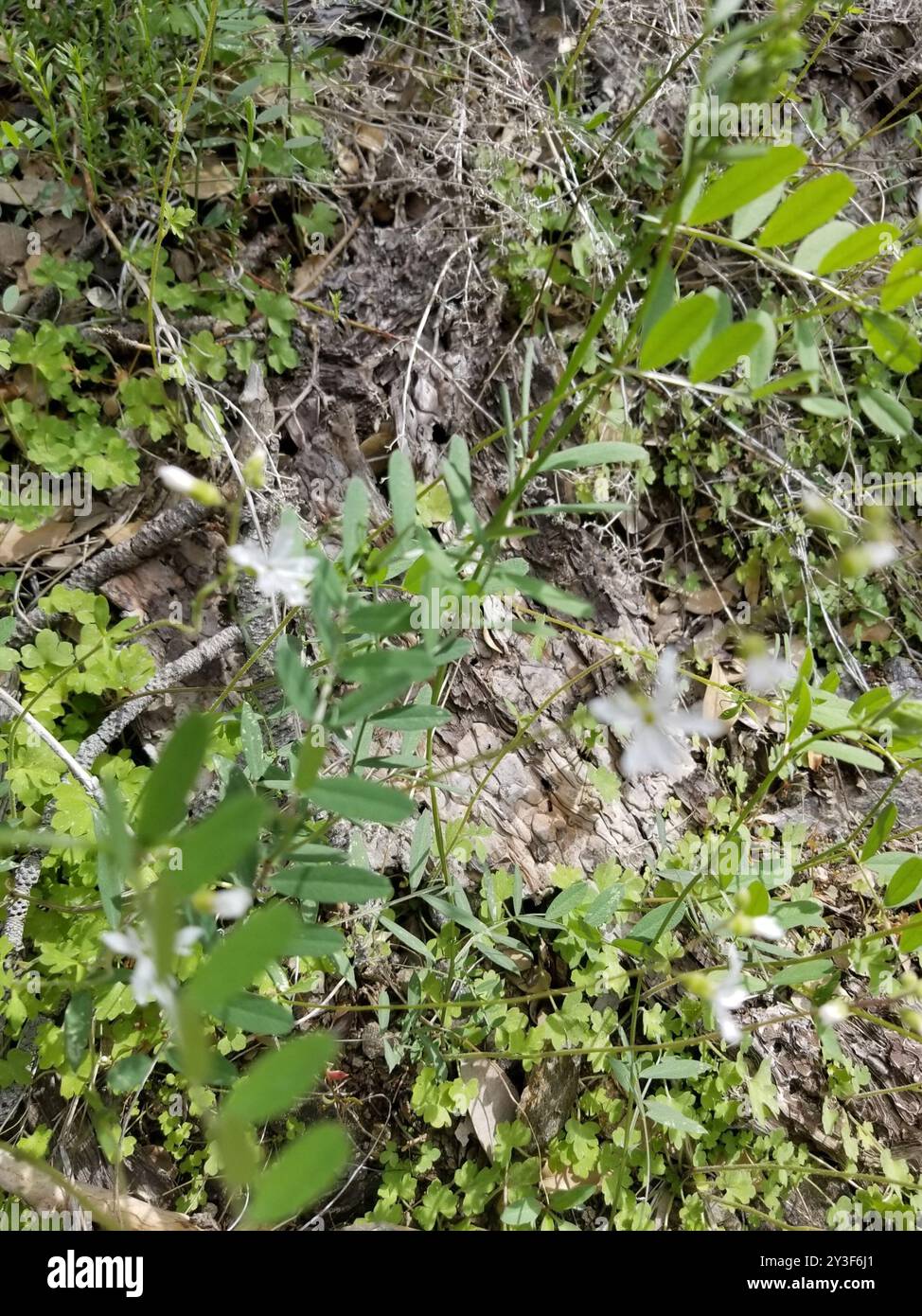 hillside woodland star (Lithophragma heterophyllum) Plantae Stock Photo ...