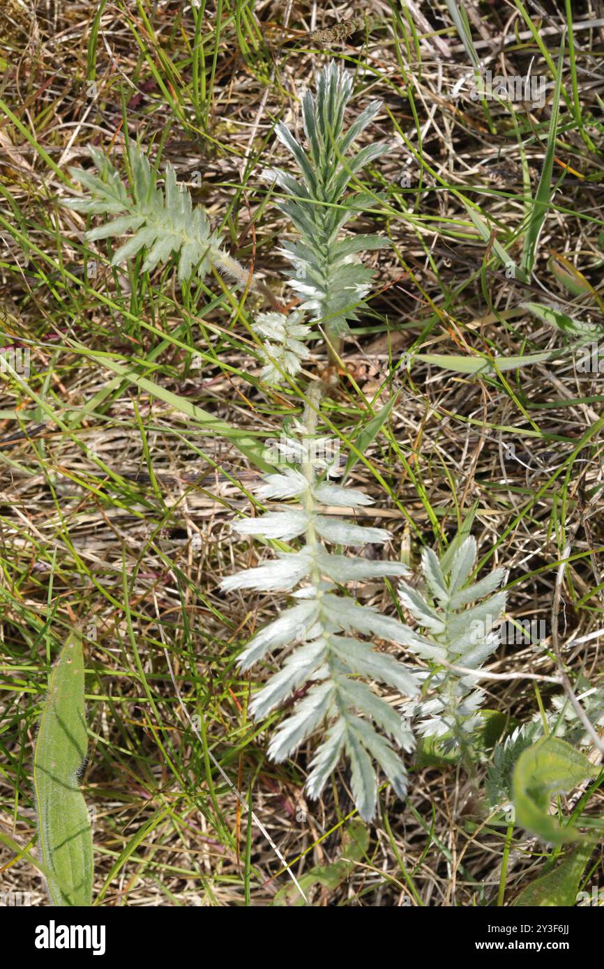 common silverweed (Argentina anserina) Plantae Stock Photo - Alamy