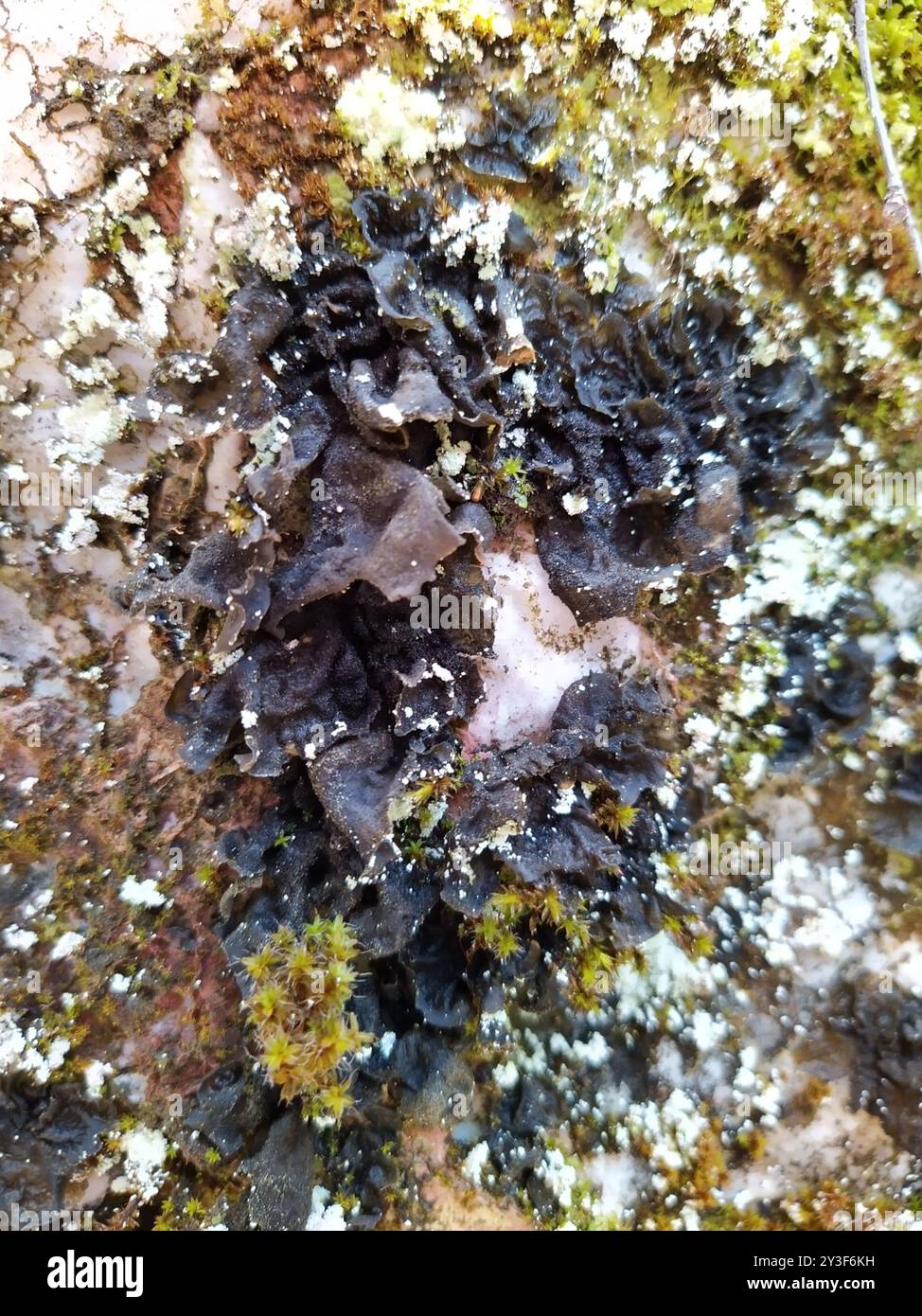 Flaking Tarpaper Lichen (Collema flaccidum) Fungi Stock Photo - Alamy
