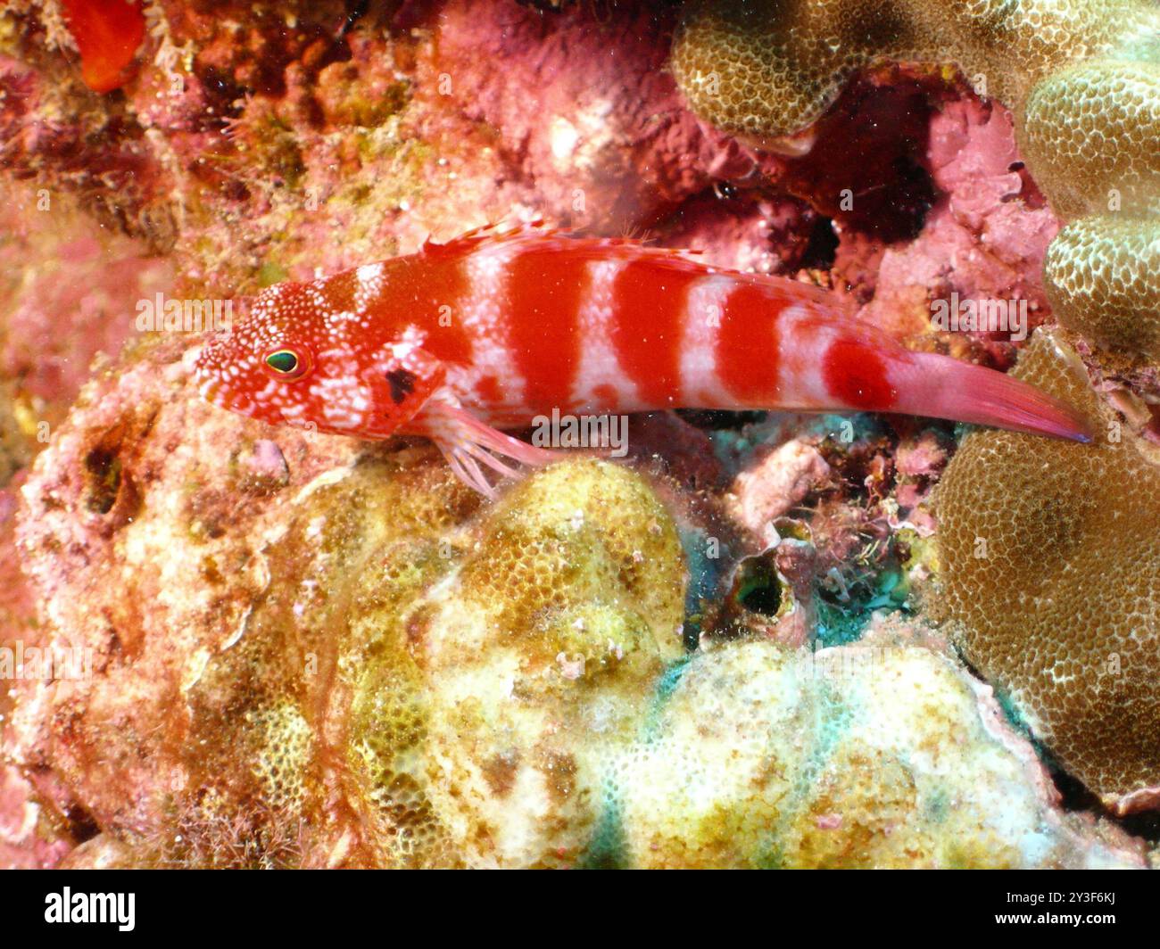 Redbarred Hawkfish (Cirrhitops fasciatus) Actinopterygii Stock Photo ...