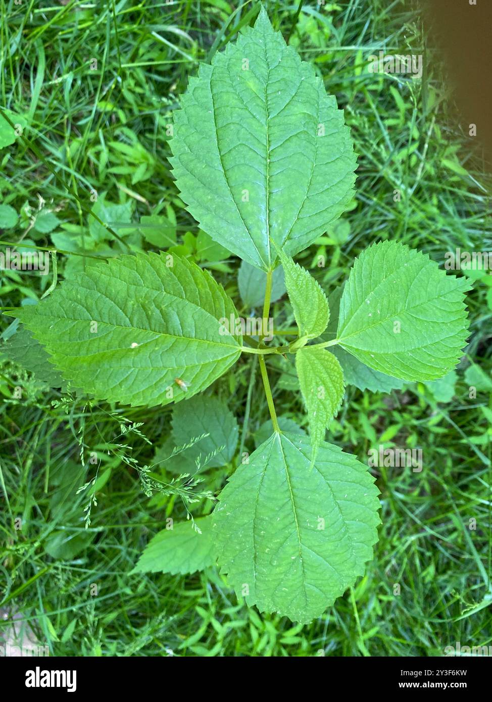 false nettle (Boehmeria cylindrica) Plantae Stock Photo - Alamy