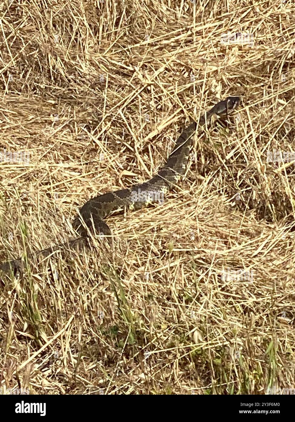 Northern Pacific Rattlesnake (Crotalus oreganus oreganus) Reptilia ...