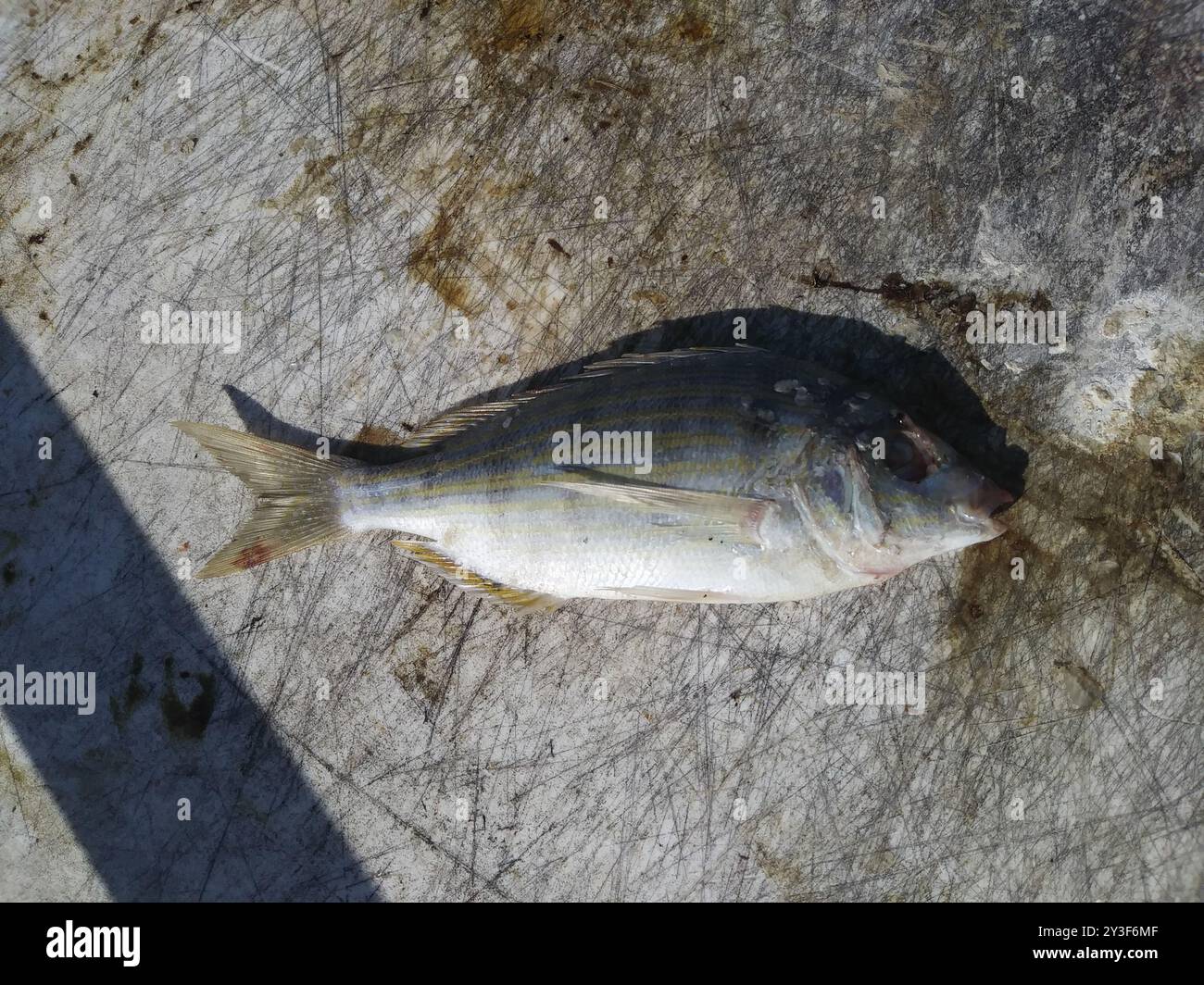 Pinfish (Lagodon rhomboides) Actinopterygii Stock Photo - Alamy