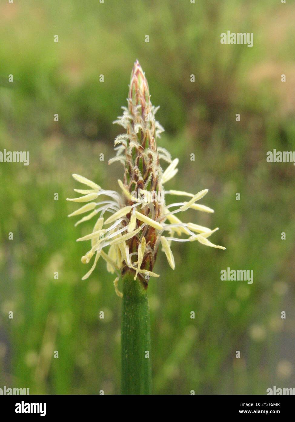 Common Spike-rush (Eleocharis palustris) Plantae Stock Photo - Alamy