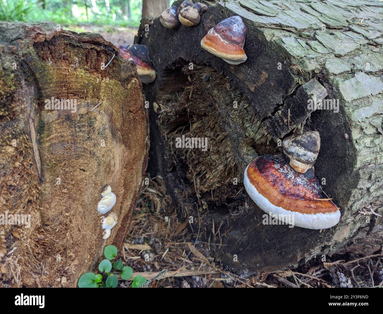 Northern red belt fungi hi-res stock photography and images - Alamy