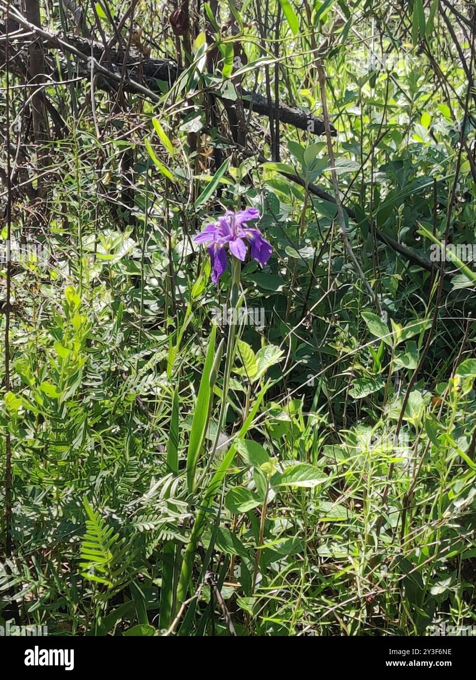 southern blue flag (Iris virginica) Plantae Stock Photo - Alamy