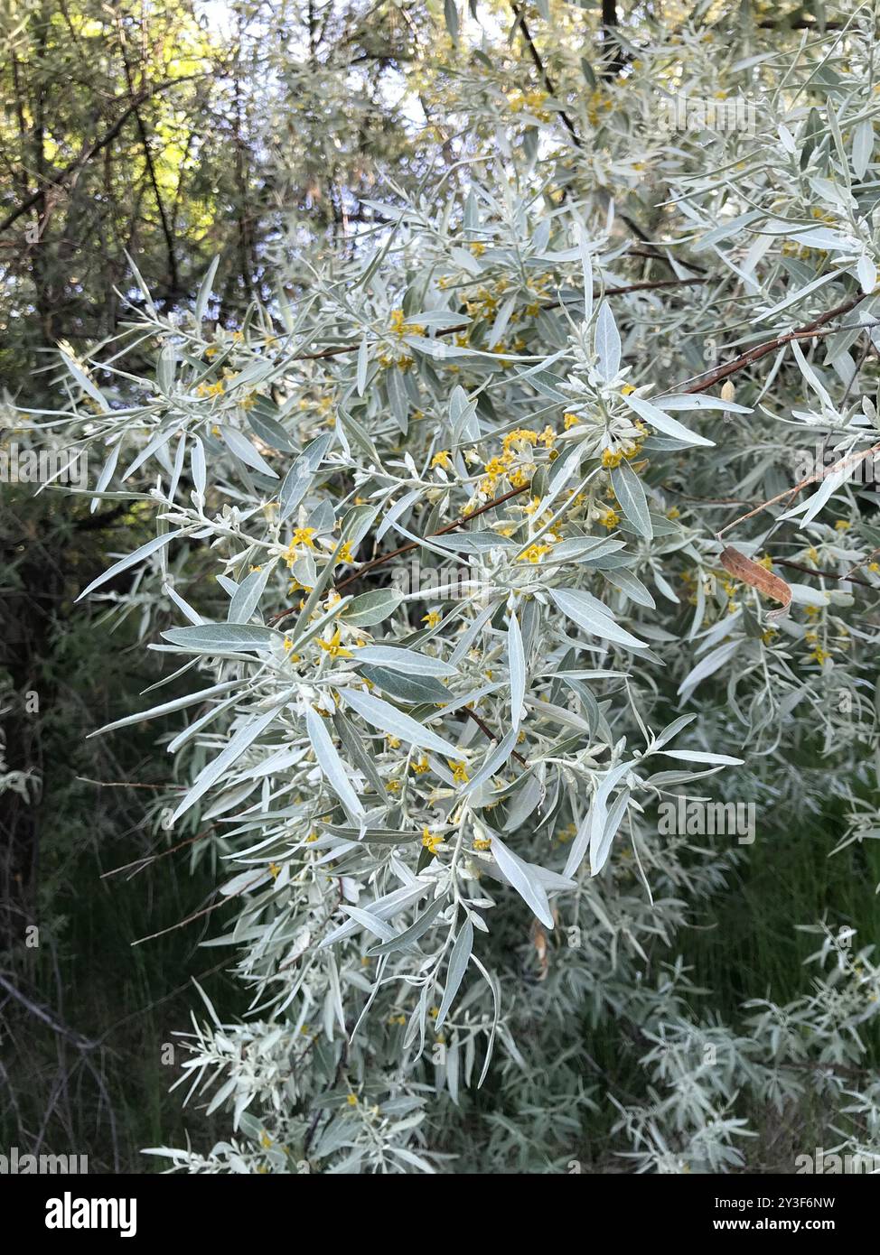 Russian olive (Elaeagnus angustifolia) Plantae Stock Photo - Alamy