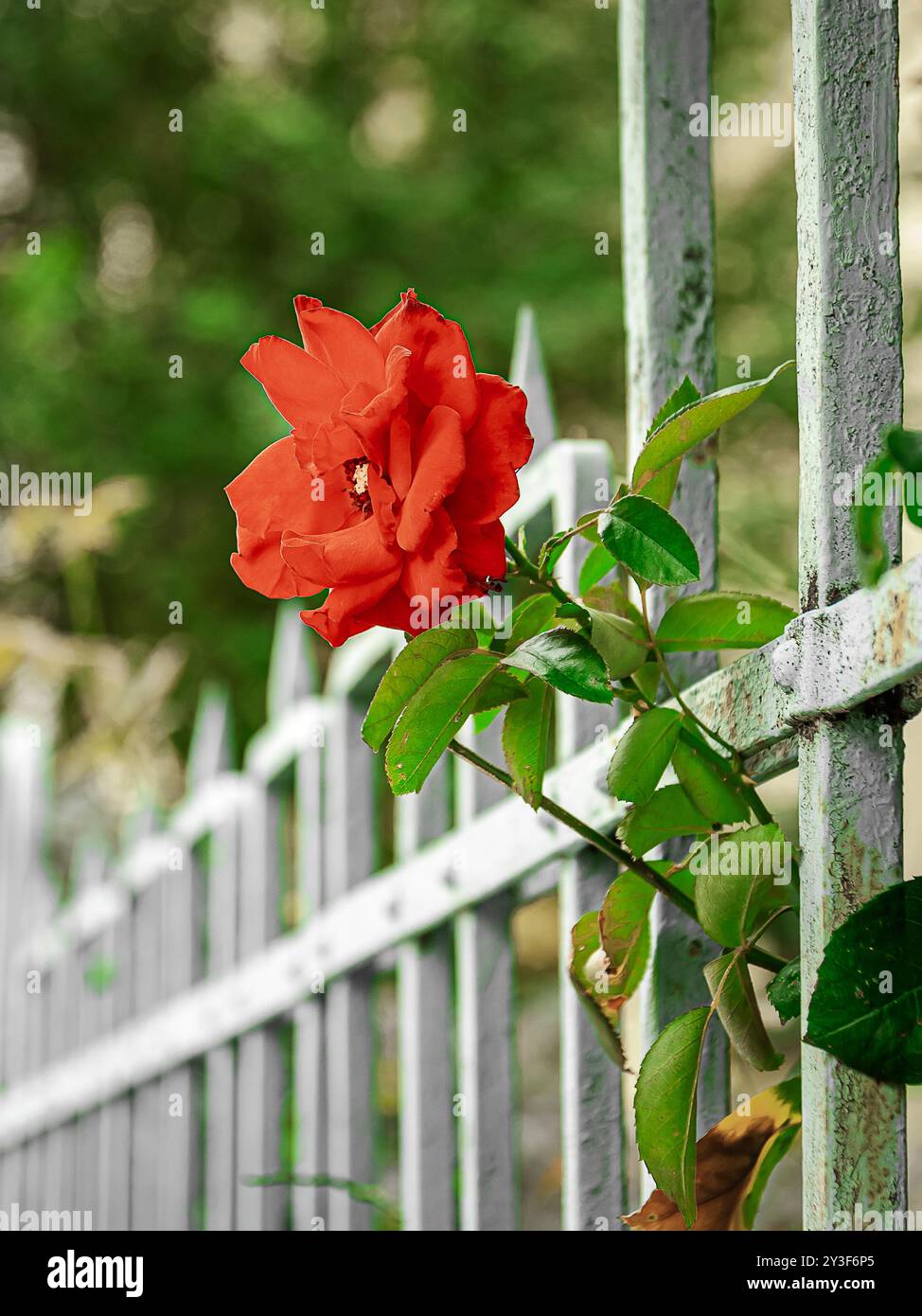 a red rose comes out of a house railing Stock Photo - Alamy