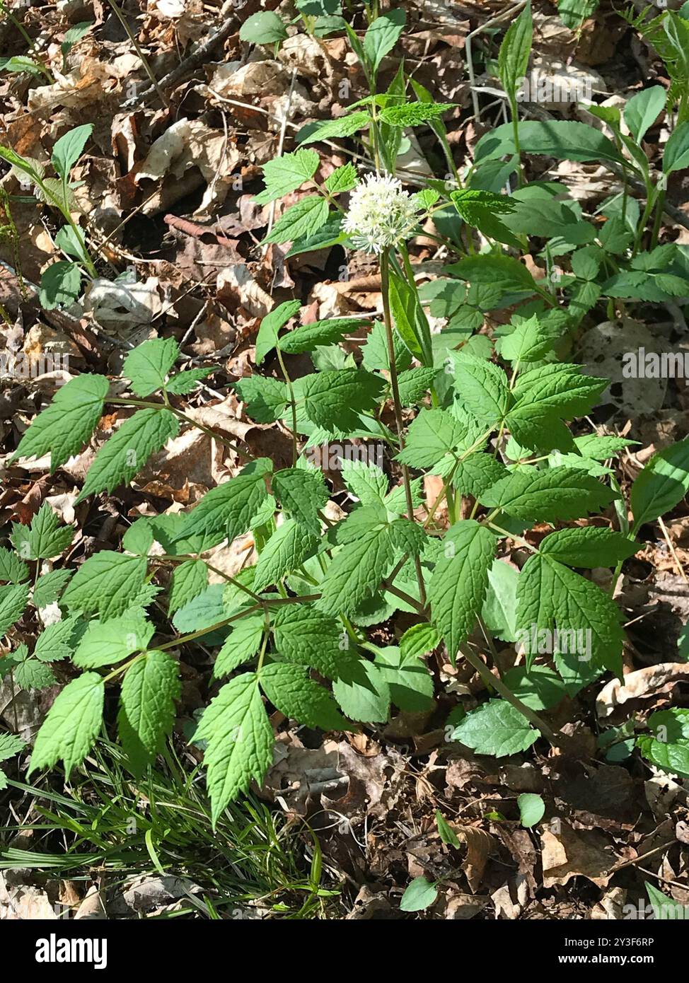white baneberry (Actaea pachypoda) Plantae Stock Photo - Alamy