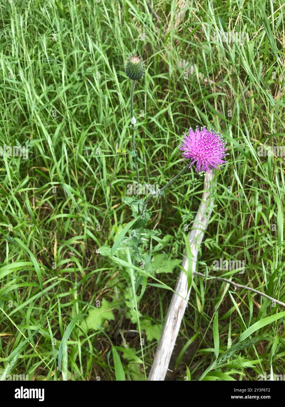 Texas Thistle (Cirsium texanum) Plantae Stock Photo - Alamy