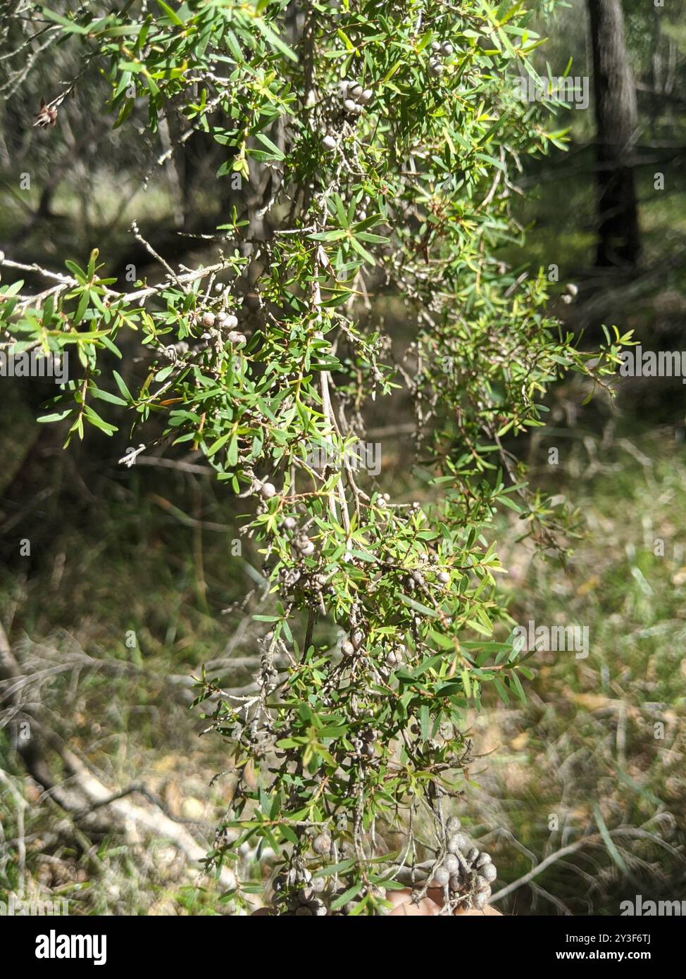 Tantoon (Leptospermum polygalifolium) Plantae Stock Photo - Alamy
