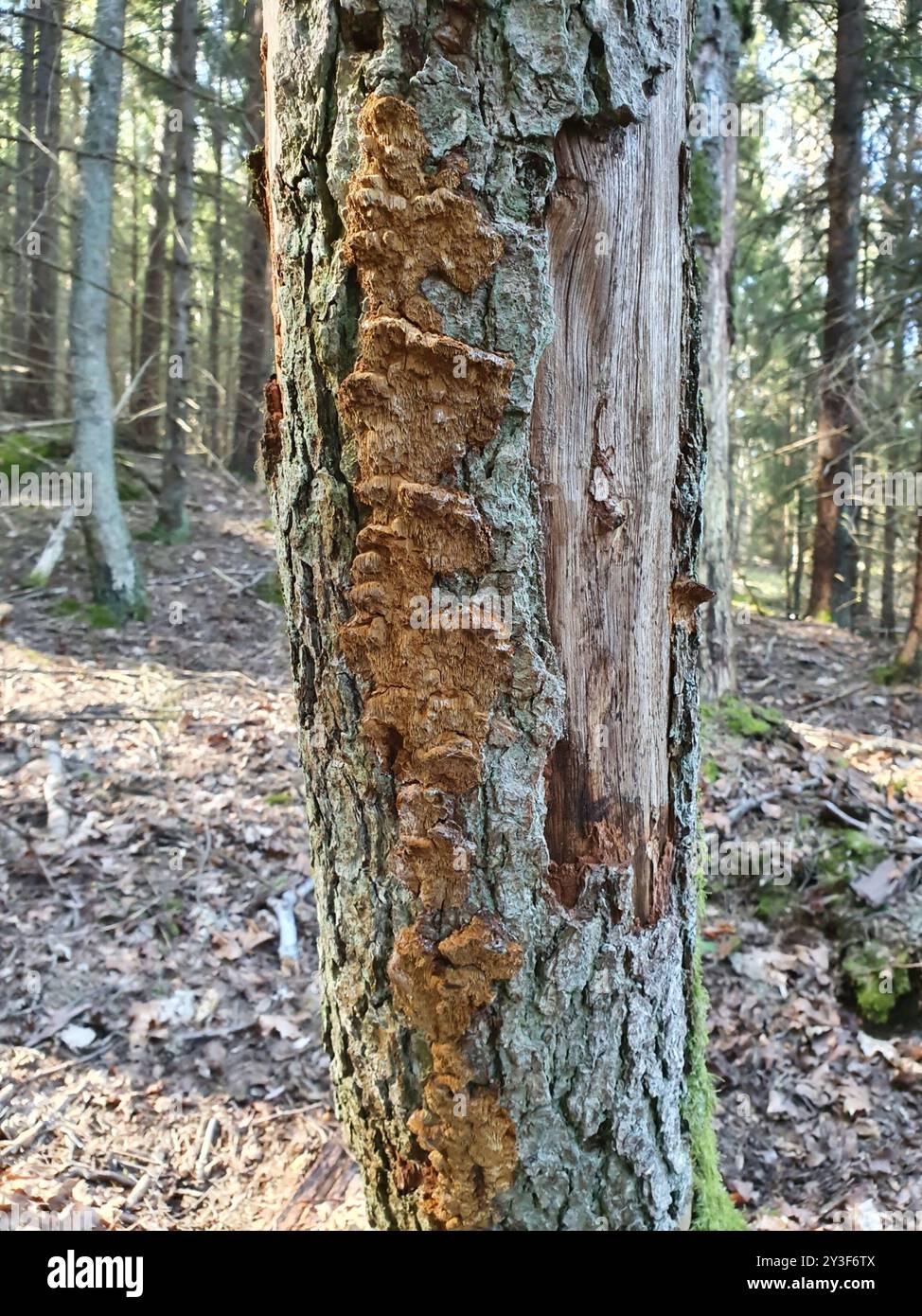 Alder Bracket (Mensularia radiata) Fungi Stock Photo - Alamy
