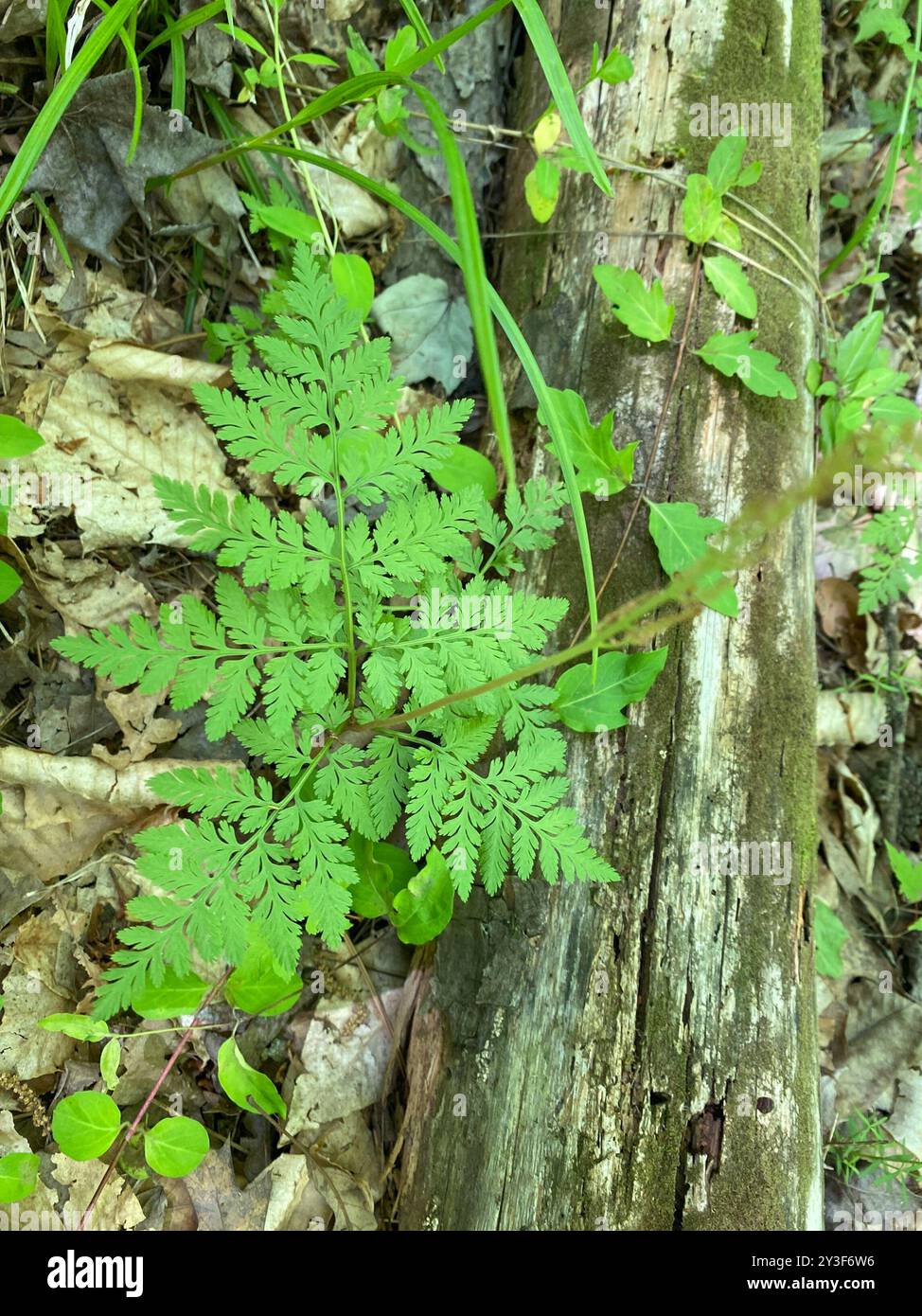 rattlesnake fern (Botrypus virginianus) Plantae Stock Photo - Alamy