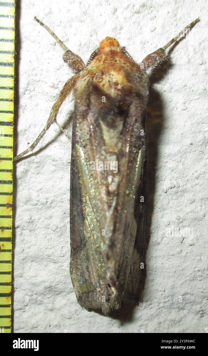 Plusiine Looper Moths (Plusiinae) Insecta Stock Photo - Alamy