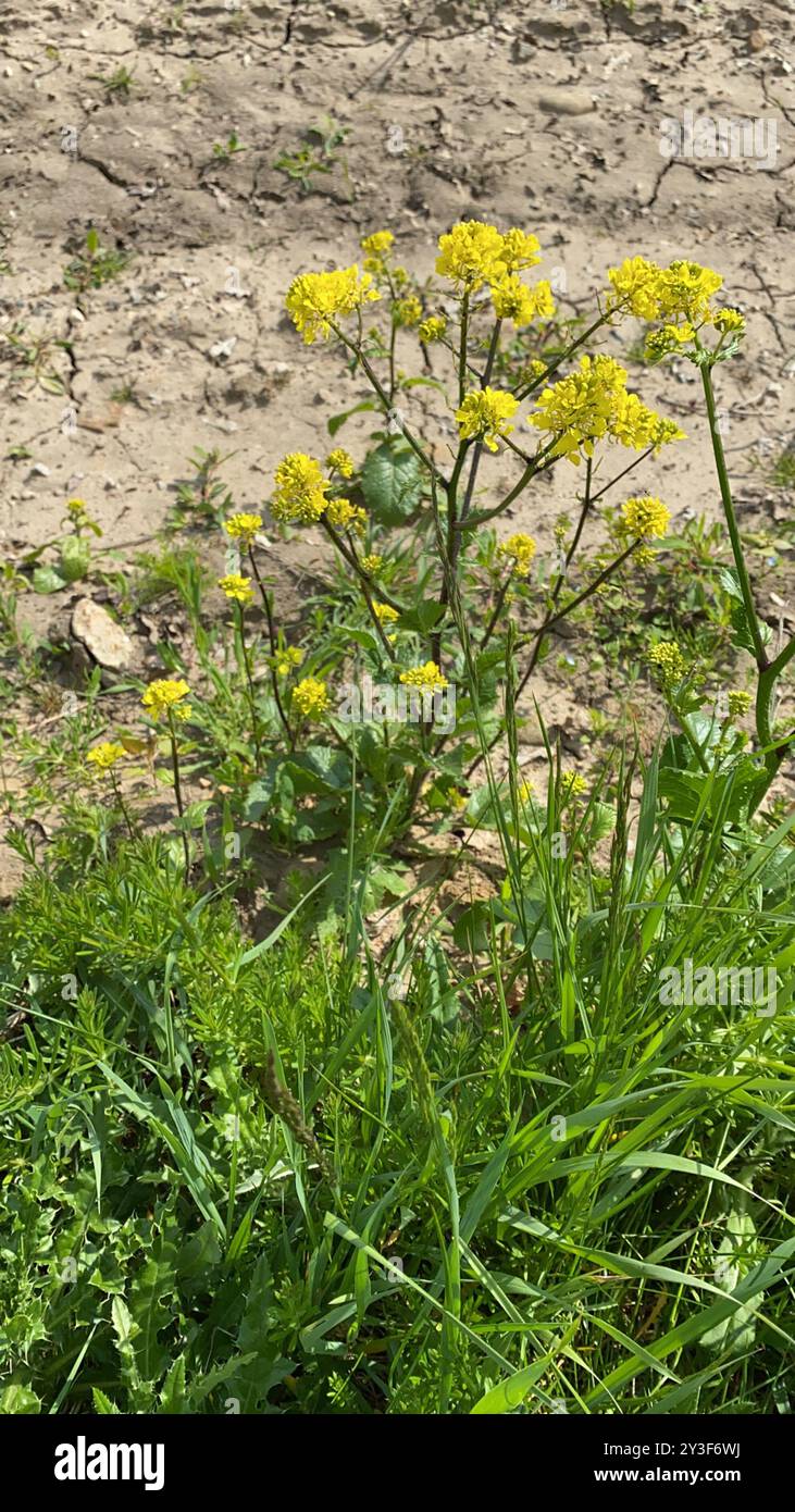 charlock (Mutarda arvensis) Plantae Stock Photo - Alamy