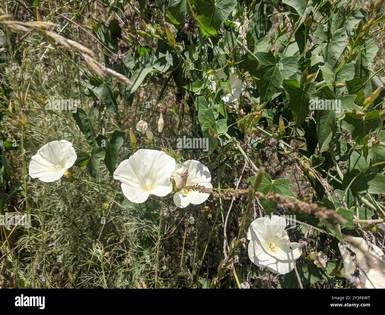Pacific False Bindweed (Calystegia purpurata) Plantae Stock Photo - Alamy