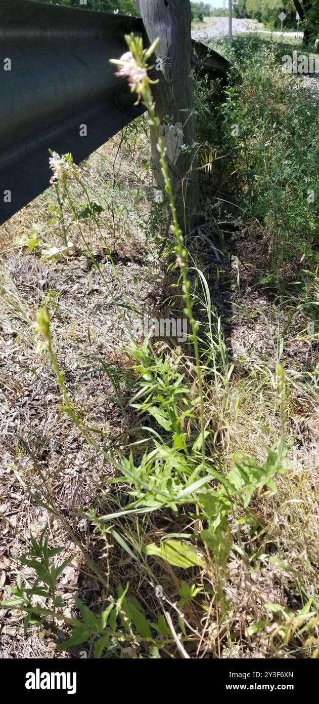 roadside gaura (Oenothera suffulta) Plantae Stock Photo - Alamy