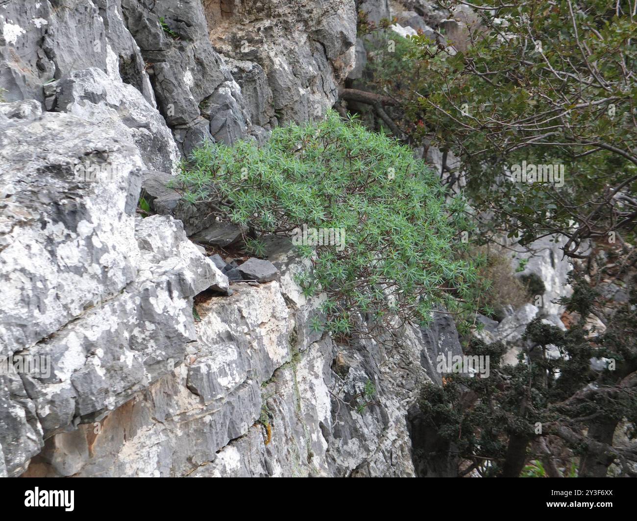 tree spurge (Euphorbia dendroides) Plantae Stock Photo - Alamy